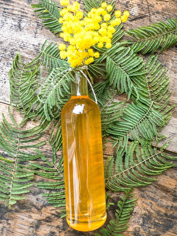 Mimosa, le murmure du soleil : Jardin Alchimique