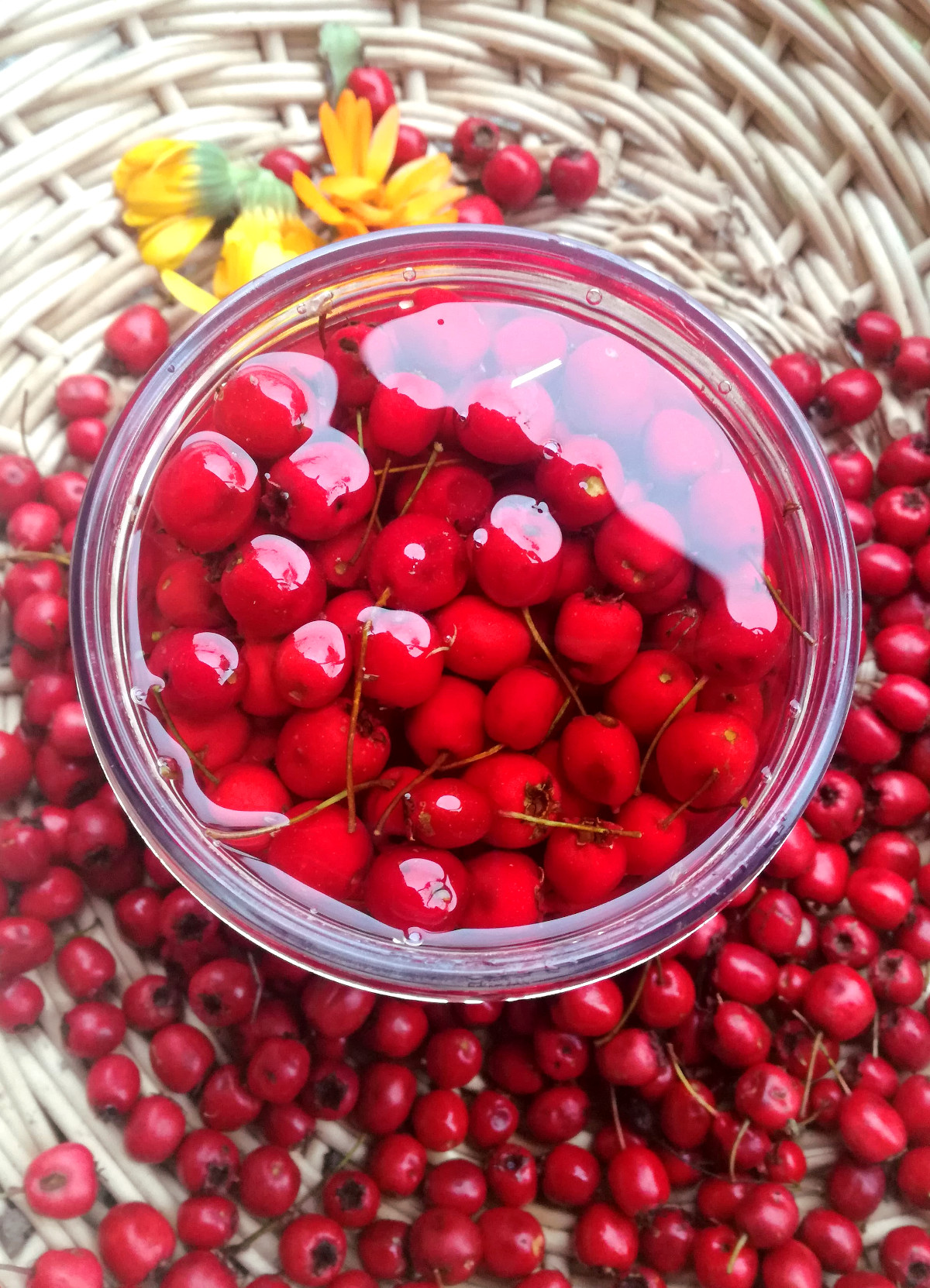 Aubépine ~ Cueillette responsable, herboristerie et approche sensible ...